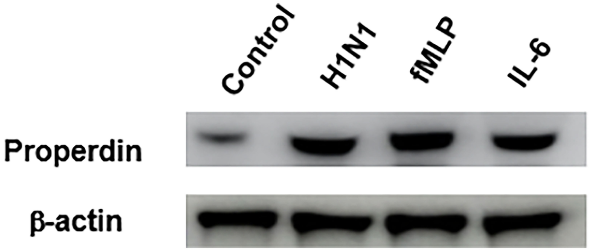 Frontiers | Human Properdin Released By Infiltrating Neutrophils Can ...