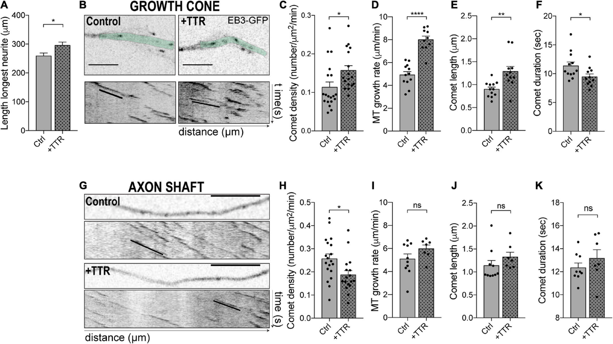 Frontiers | Transthyretin Promotes Axon Growth via Regulation of ...