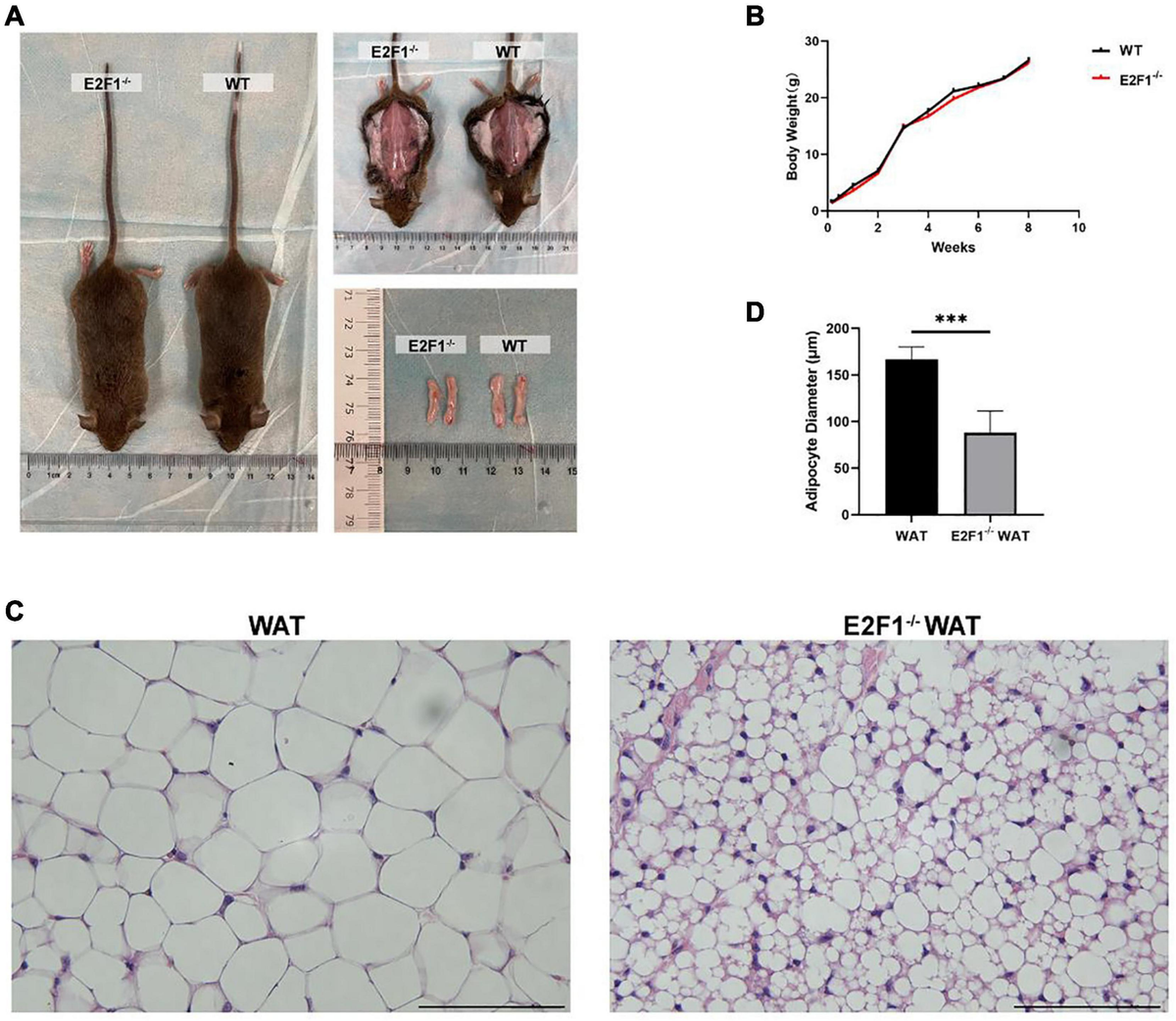 Frontiers | Transcription Factor E2F1 Knockout Promotes Mice White ...