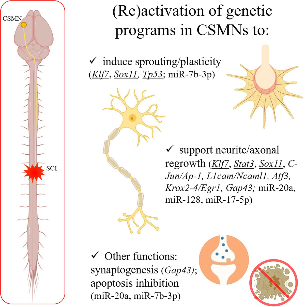 Frontiers Genes And Mirnas As Hurdles And Promoters Of Corticospinal