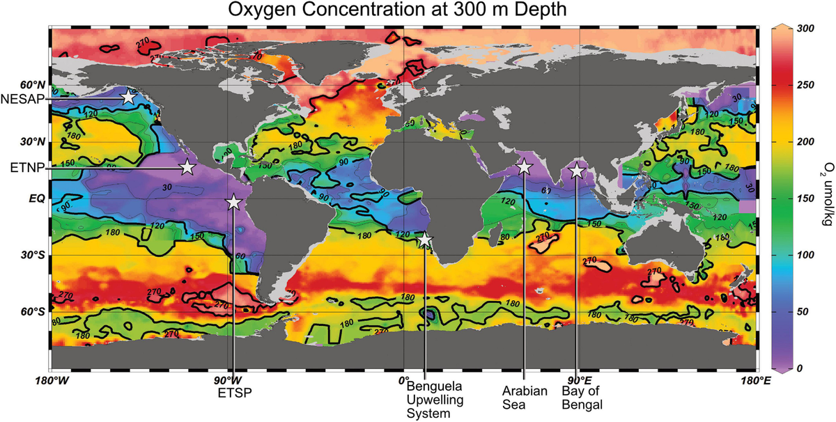 Frontiers | Microbial Ecology of Oxygen Minimum Zones Amidst Ocean ...