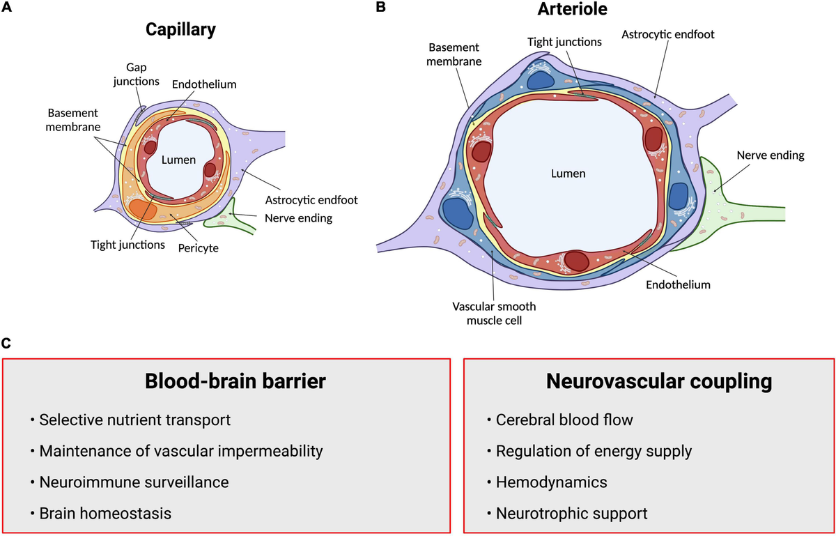 Frontiers | From Neurodevelopmental to Neurodegenerative Disorders: The ...