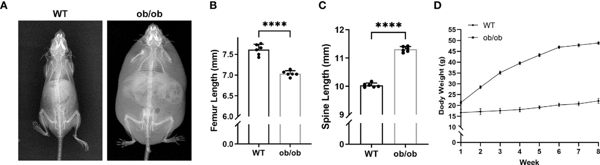 Frontiers | The Role of Estrogen Receptor α in Response to Longitudinal ...
