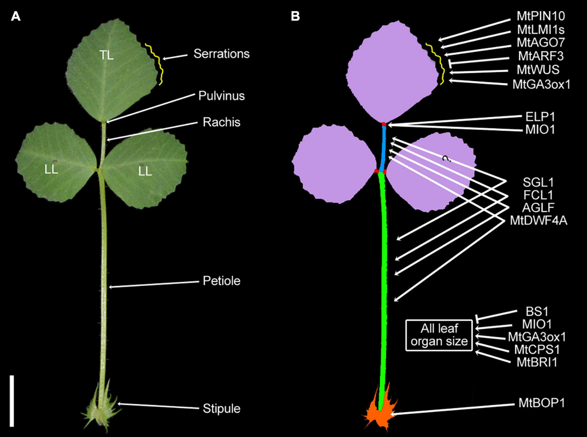 Frontiers | The Genetic Control of the Compound Leaf Patterning in Medicago truncatula