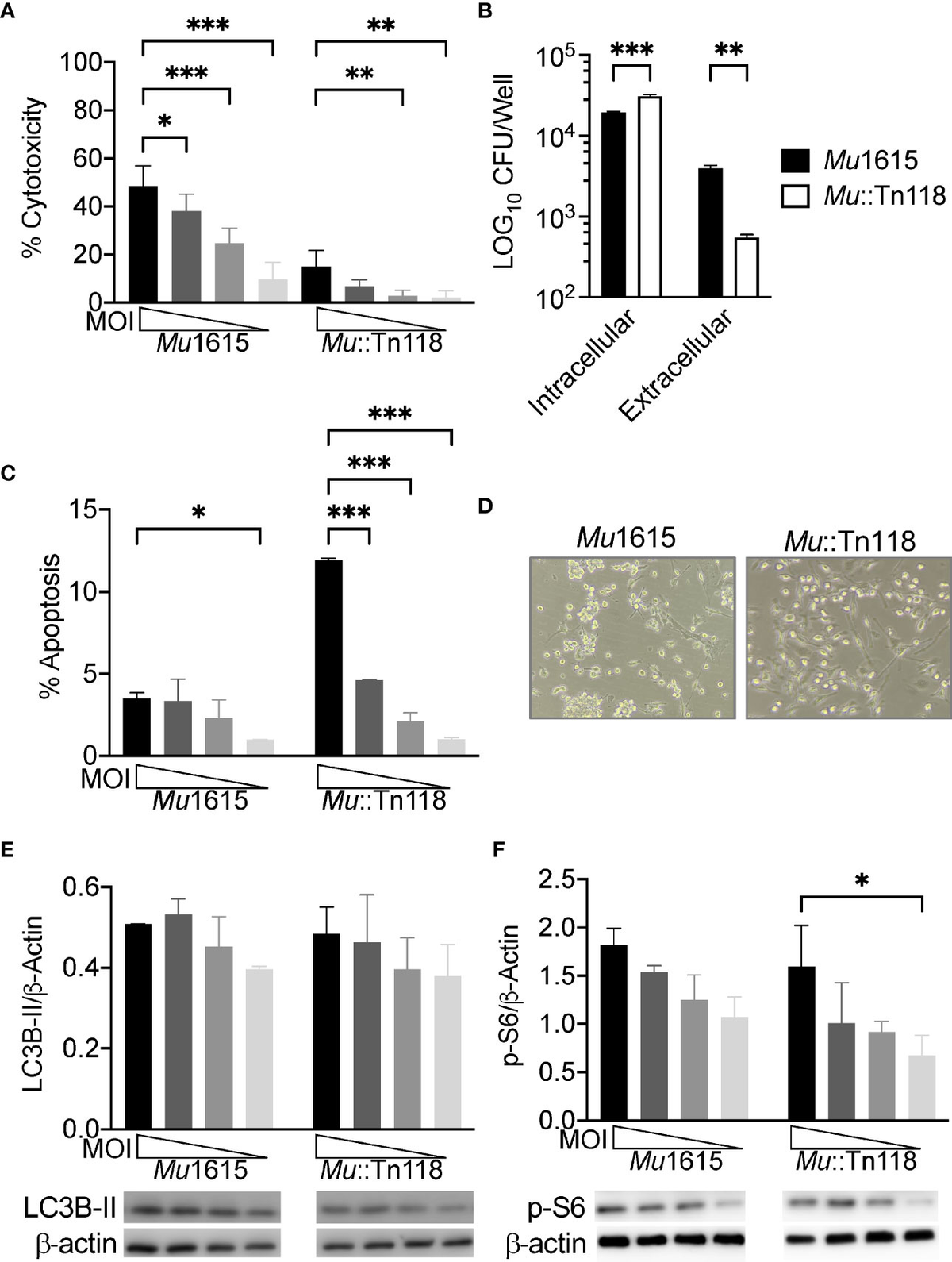 Frontiers | Induced Synthesis of Mycolactone Restores the Pathogenesis ...