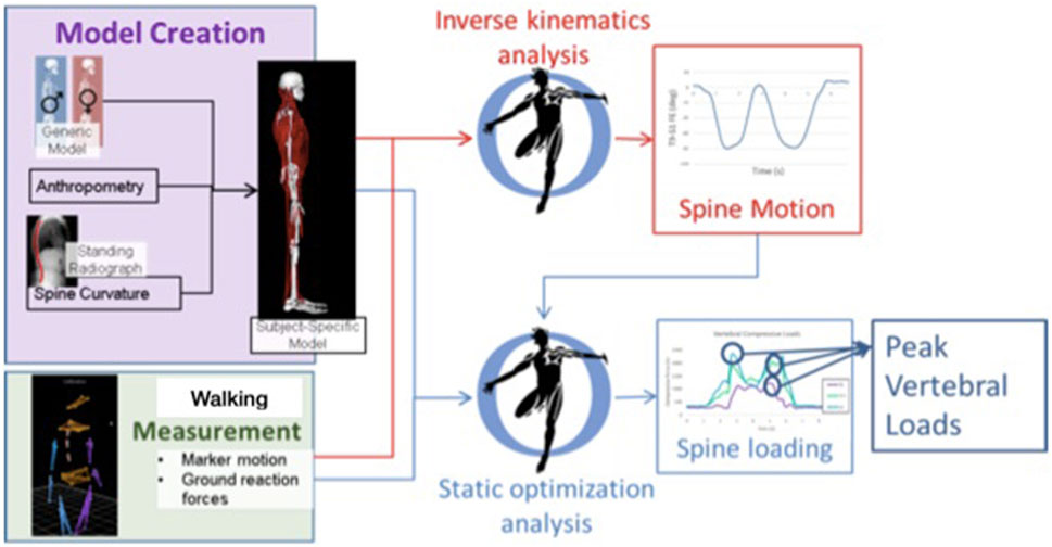 Frontiers | Walking Biomechanics and Spine Loading in Patients With ...