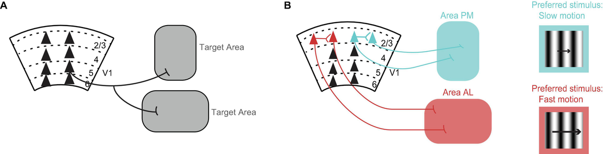 Frontiers | Projections of the Mouse Primary Visual Cortex