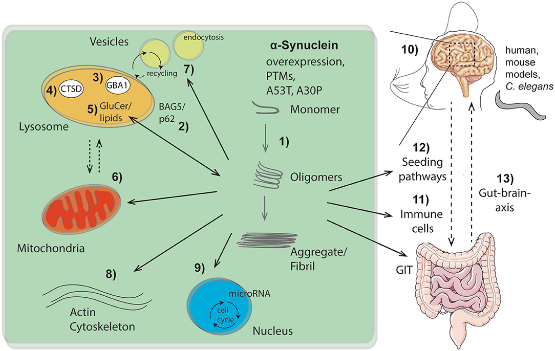 Frontiers | Editorial: Intracellular Mechanisms of α-Synuclein Processing