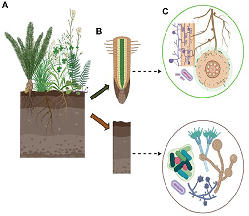 Frontiers | Do Bioinoculants Affect Resident Microbial Communities? A ...
