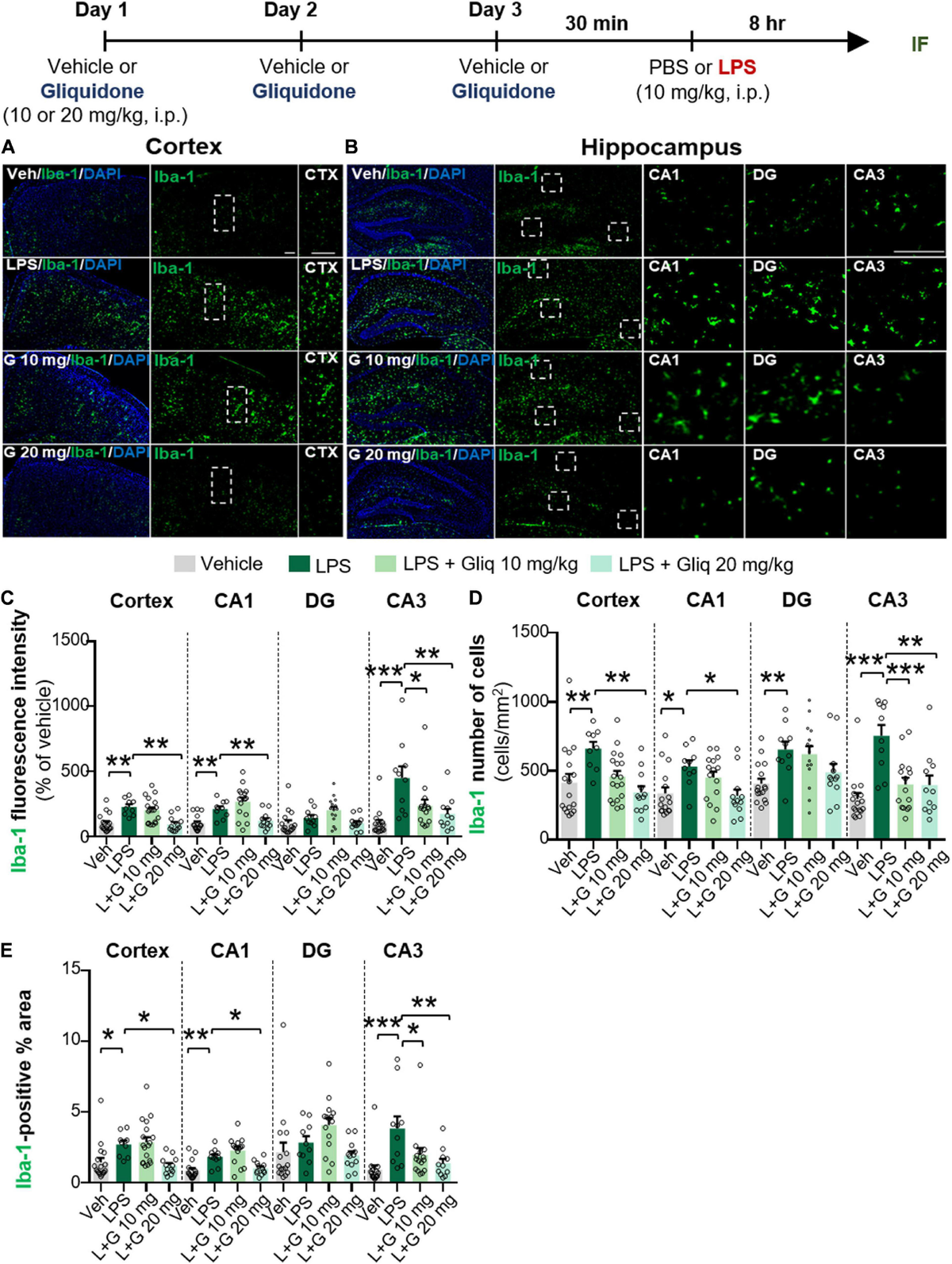 Frontiers | The Anti-diabetic Drug Gliquidone Modulates ...