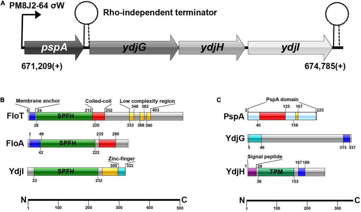 Frontiers | An Stomatin, Prohibitin, Flotillin, and HflK/C-Domain ...
