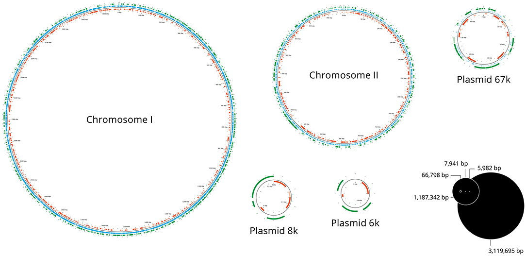 Frontiers | Essential Genes of Vibrio anguillarum and Other Vibrio spp ...