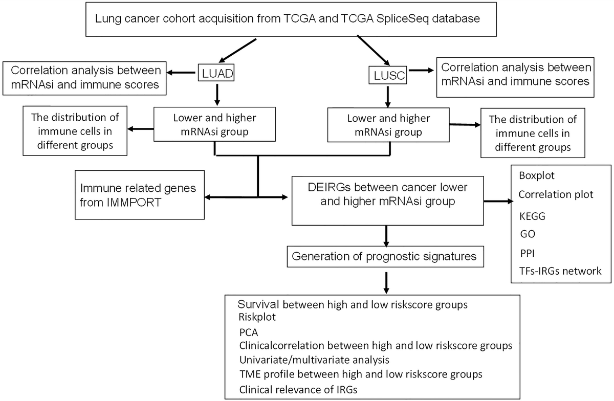 Frontiers | Cancer Stemness-Based Prognostic Immune-Related Gene ...