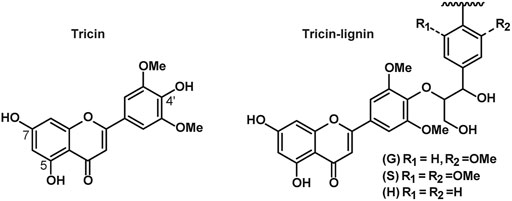 Frontiers | Influence of the Lignin Extraction Methods on the Content ...
