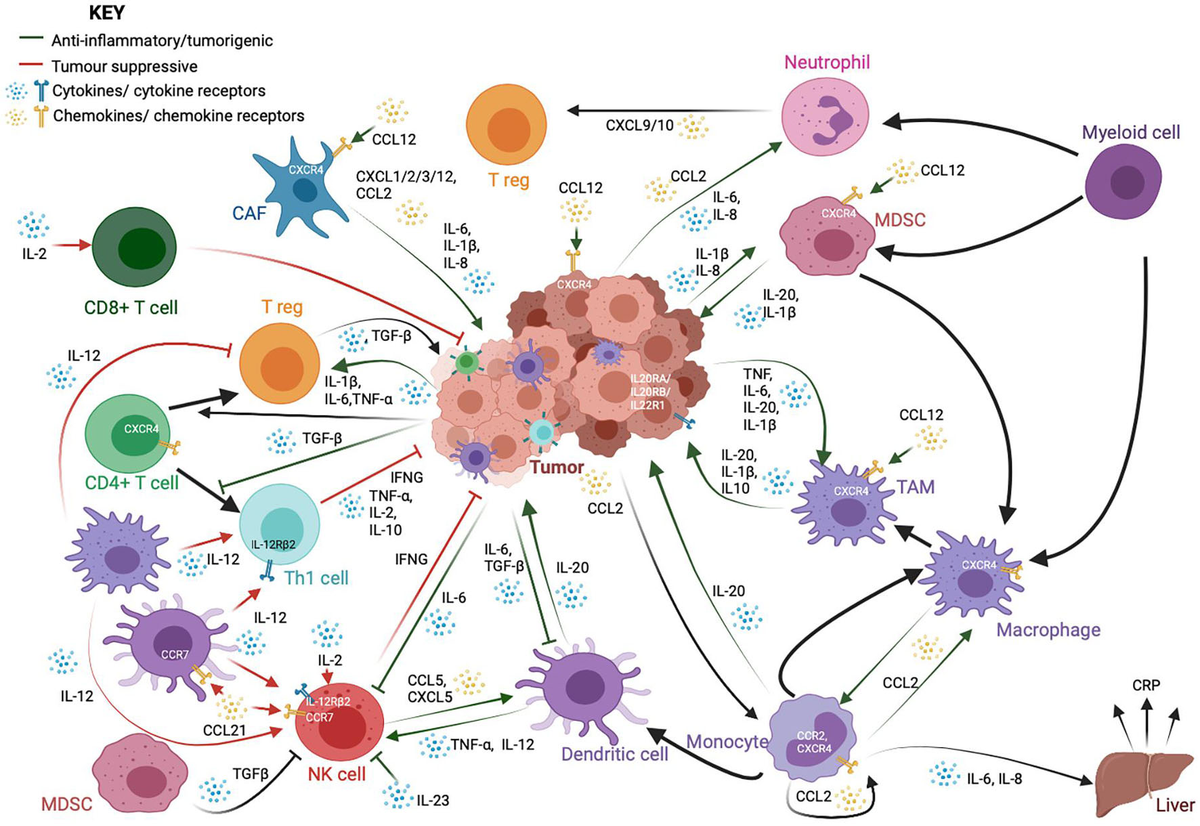 Frontiers | Crosstalk Between Inflammatory Signaling and Methylation in ...