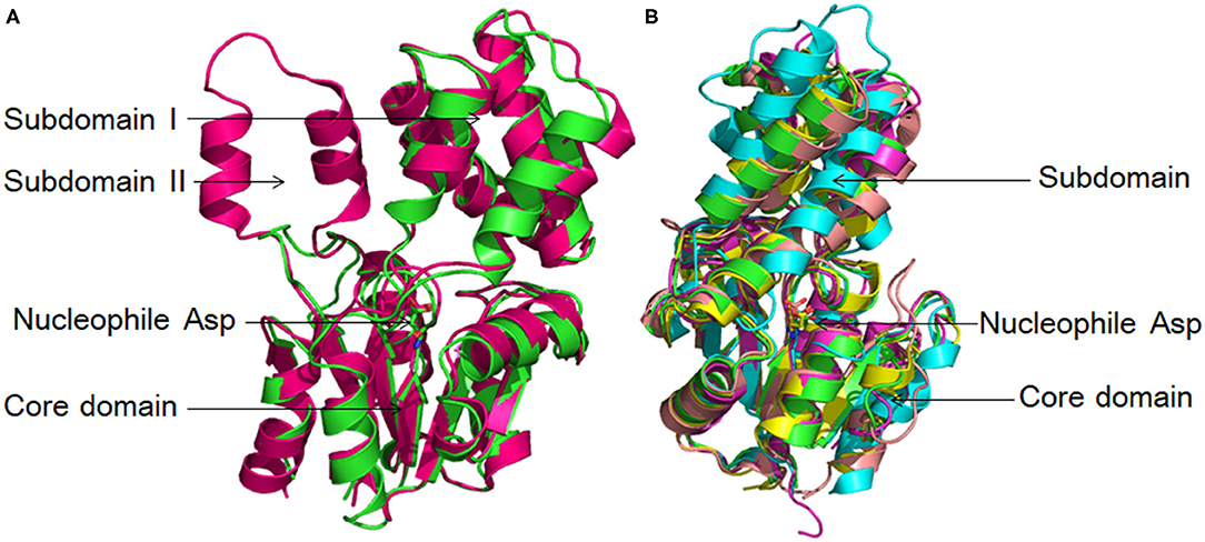 Frontiers | Mini Review: Advances in 2-Haloacid Dehalogenases