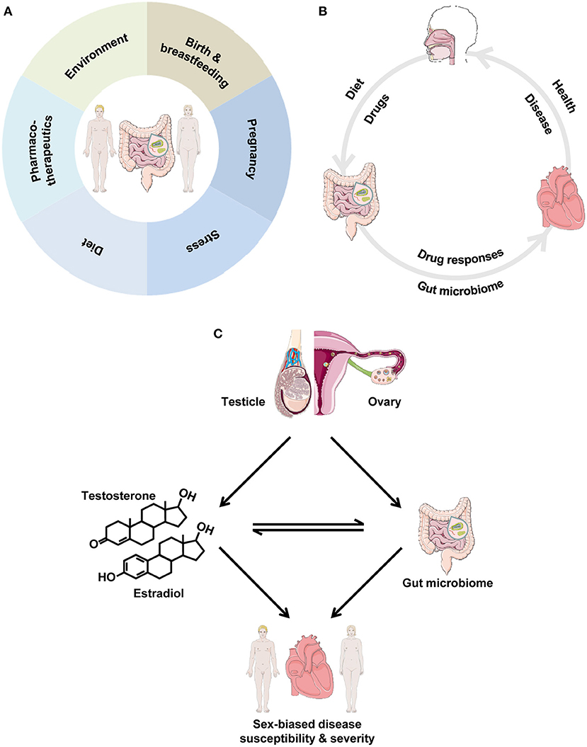 Frontiers Role Of Biological Sex In The Cardiovascular Gut Microbiome