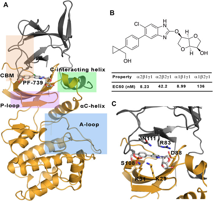 Frontiers | Elucidating the Activation Mechanism of AMPK by Direct Pan ...