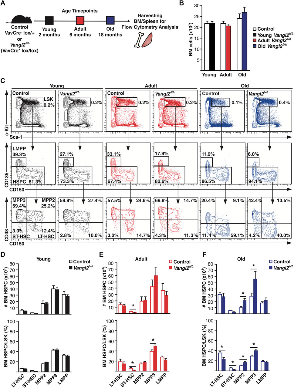 Frontiers | Vangl2 Promotes Hematopoietic Stem Cell Expansion