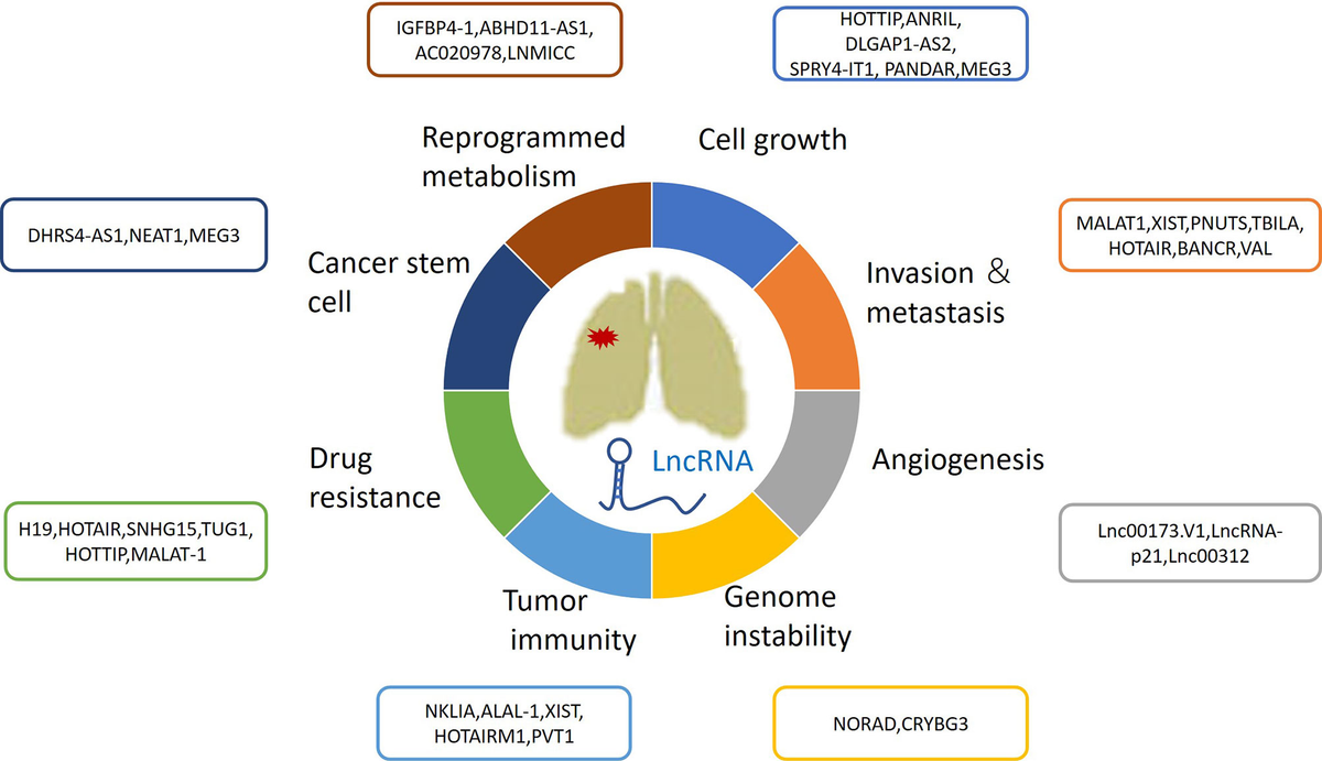 Frontiers | The Emerging Roles of Long Noncoding RNAs as Hallmarks of ...