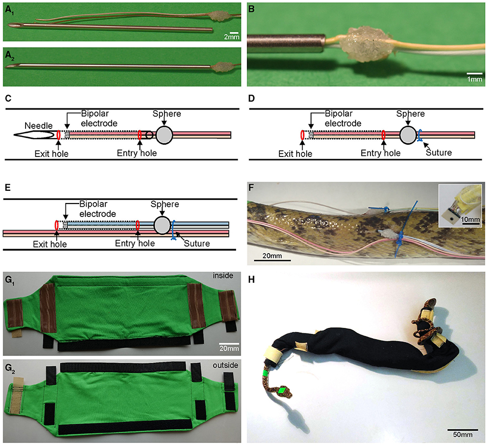 Frontiers | Chronic Multi-Electrode Electromyography in Snakes
