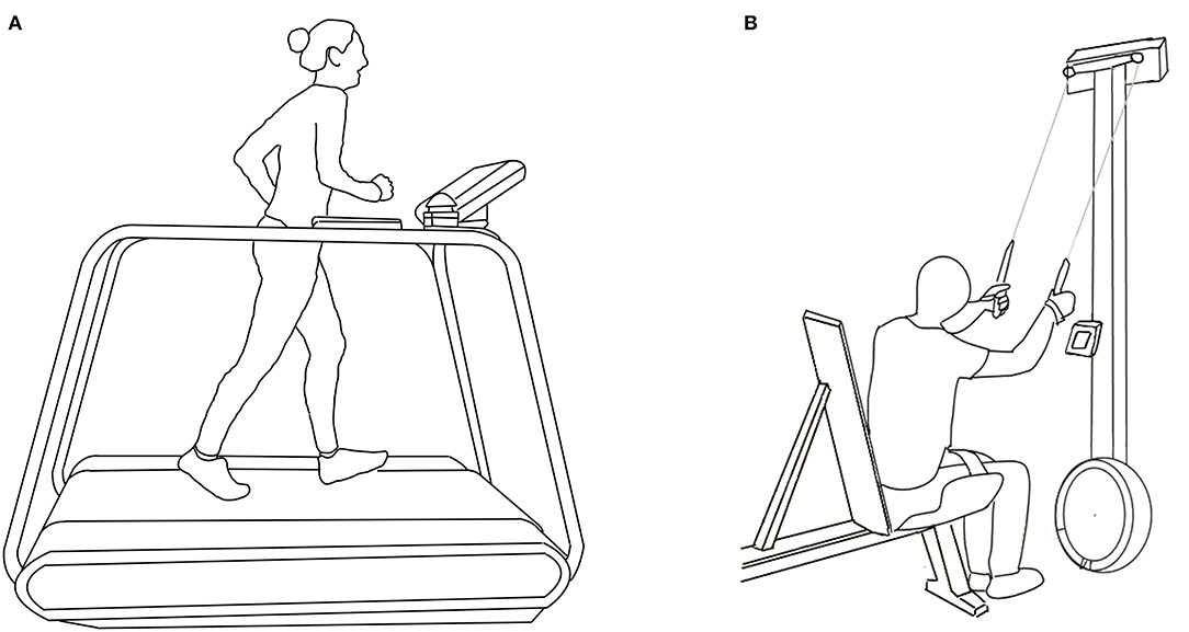 Frontiers | Upper- vs. Lower-Body Exercise Performance in Female and ...