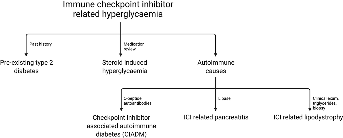 Frontiers | Unravelling Checkpoint Inhibitor Associated Autoimmune ...