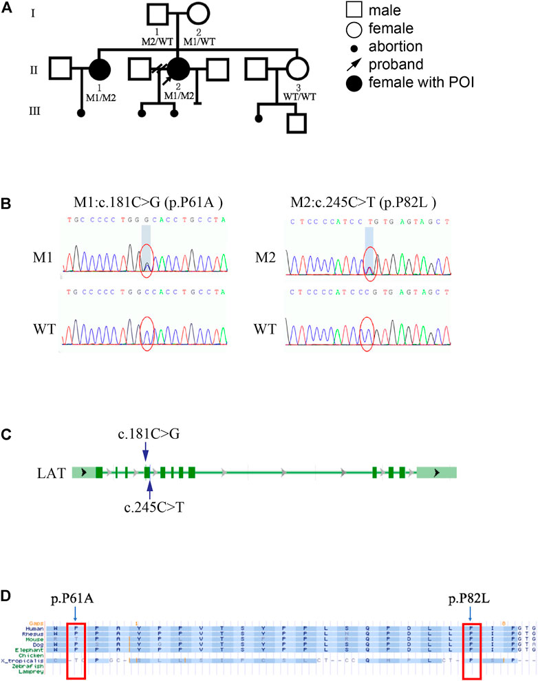 Frontiers | Novel LAT Pathogenic Variants in a POI Family and Its Role ...