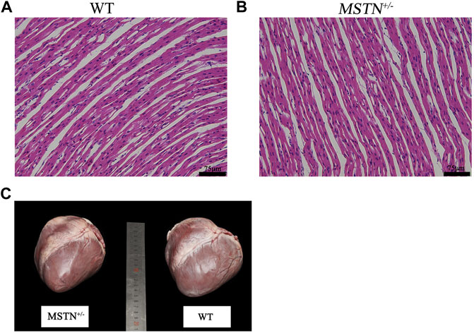 Frontiers | Viscera Characteristics of MSTN-Edited Heterozygous Pigs