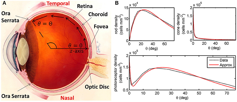 Frontiers | Inverse Problem Reveals Conditions for Characteristic ...