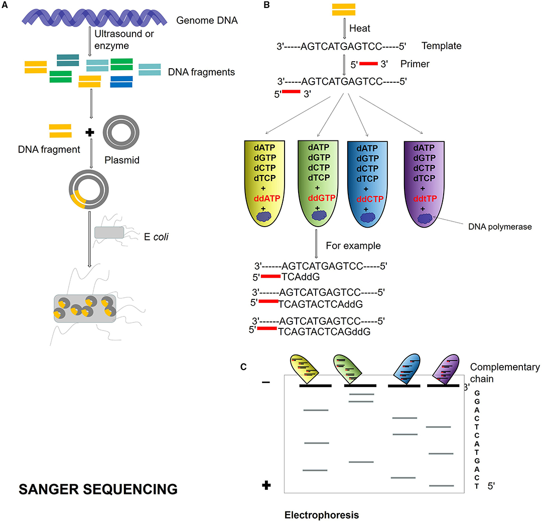 Frontiers | Advances in Metagenomics and Its Application in ...