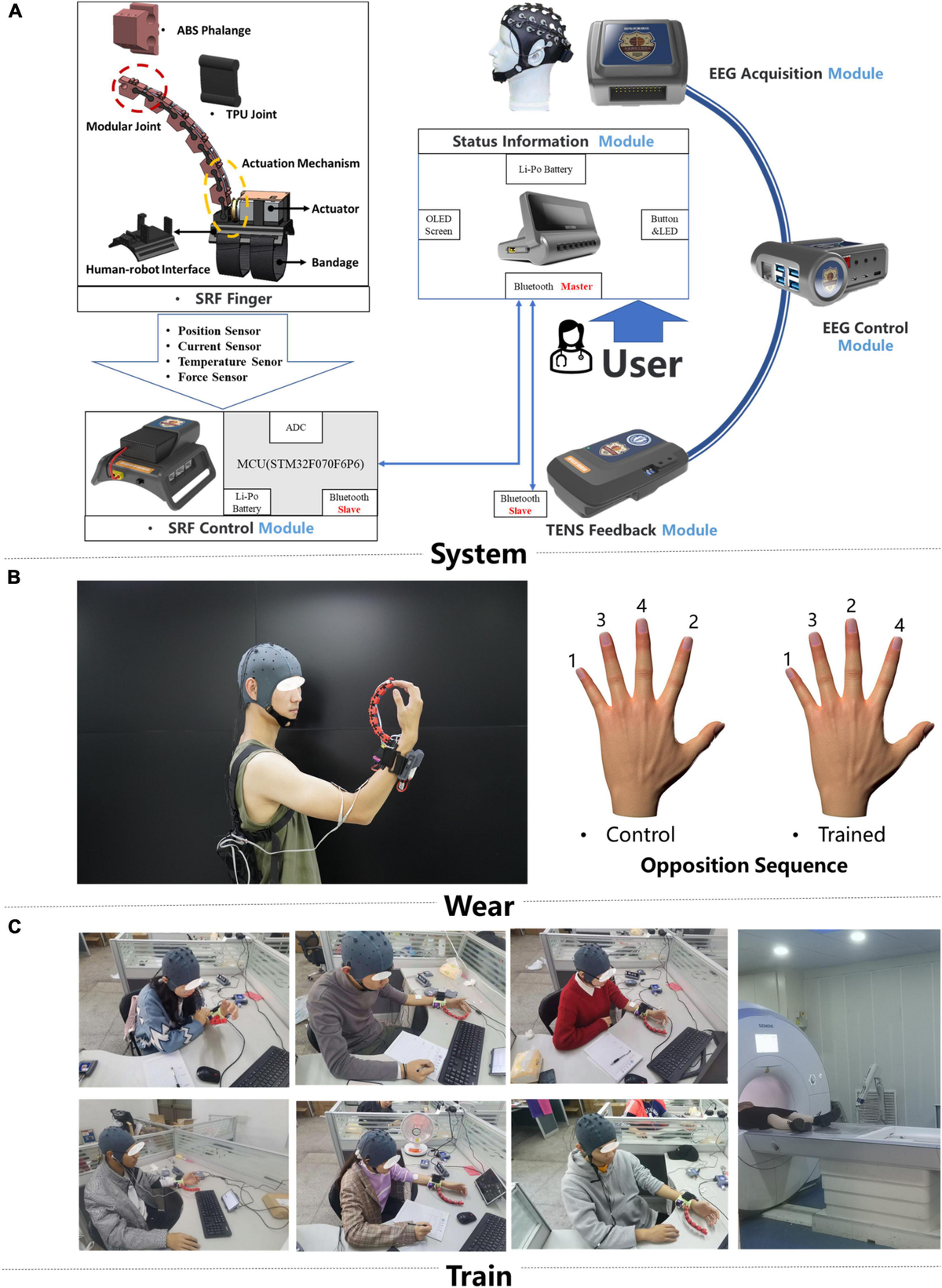 Frontiers | Functional Reorganization After Four-Week Brain–Computer ...