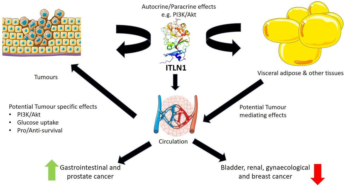 Frontiers | The Emerging Role of Intelectin-1 in Cancer