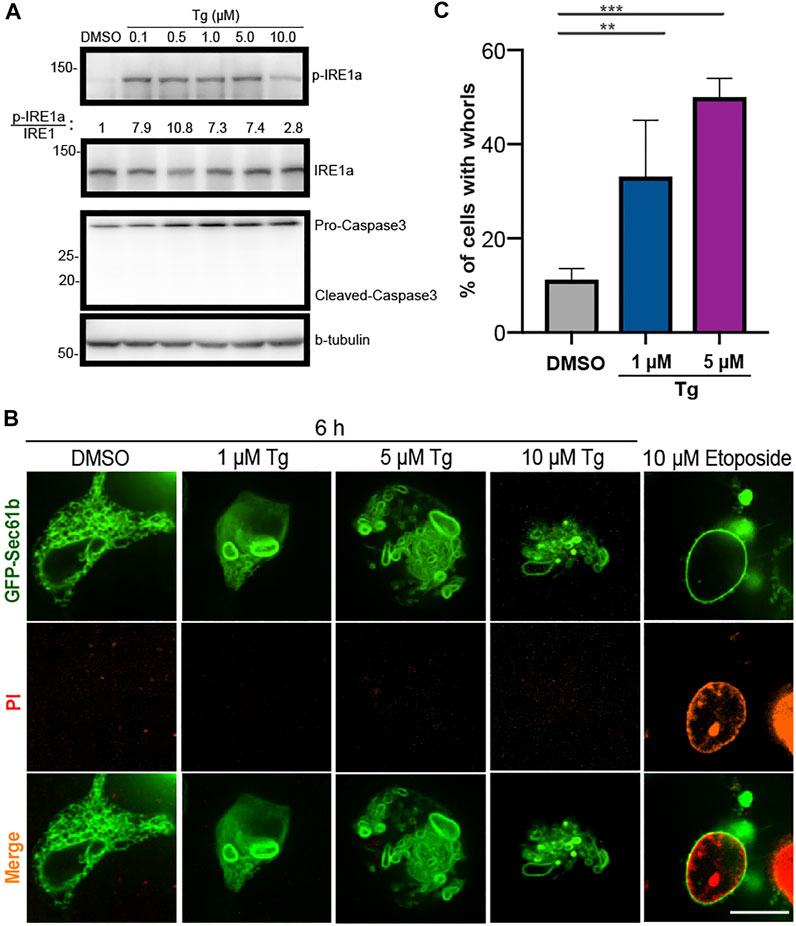 Frontiers | Deep Learning-Based Morphological Classification of Endoplasmic Reticulum Under Stress