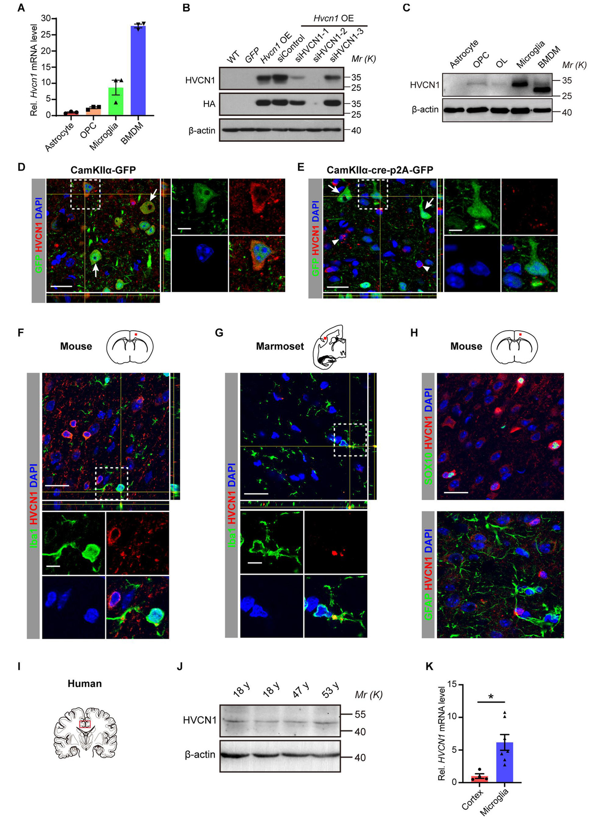 Frontiers | Neutralization of Hv1/HVCN1 With Antibody Enhances ...