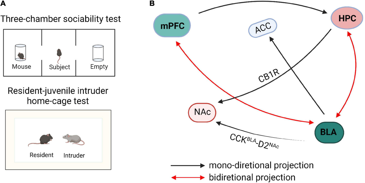 Frontiers Neural Circuits For Social Interactions From Microcircuits To Input Output Circuits
