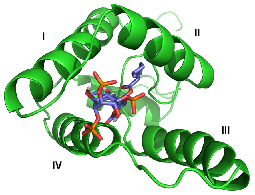 Frontiers | Interaction of Mason-Pfizer monkey virus matrix protein ...