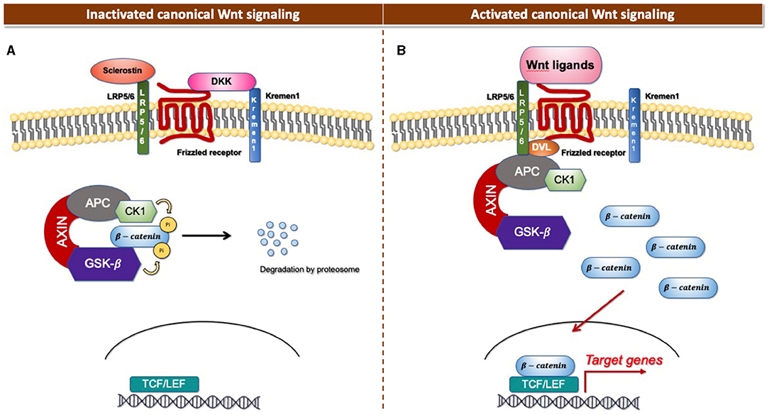 Frontiers | The Role of Wnt Signaling in Postnatal Tooth Root Development