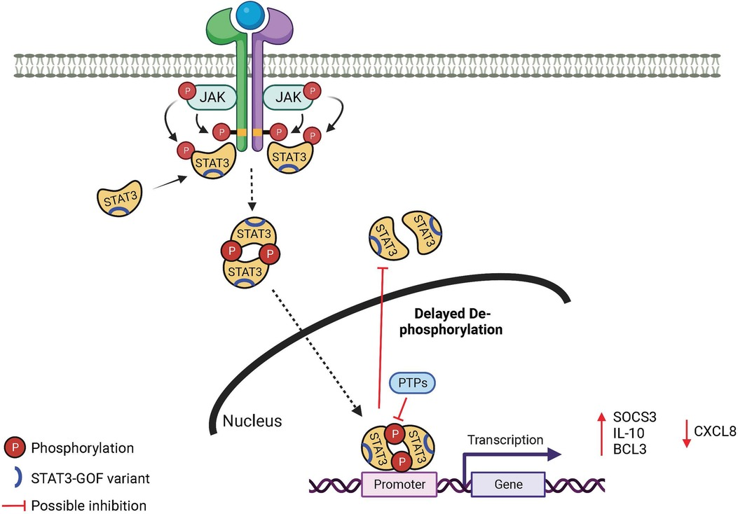 Frontiers | STAT3 gain-of-function syndrome