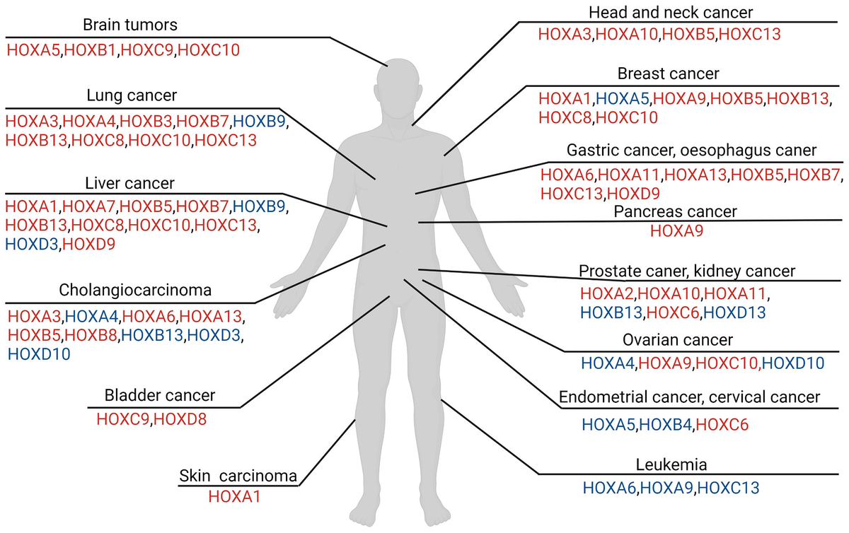 Frontiers | Homeobox Genes in Cancers: From Carcinogenesis to Recent ...