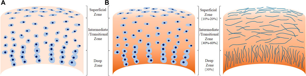 Frontiers | Strategies for Articular Cartilage Repair and Regeneration