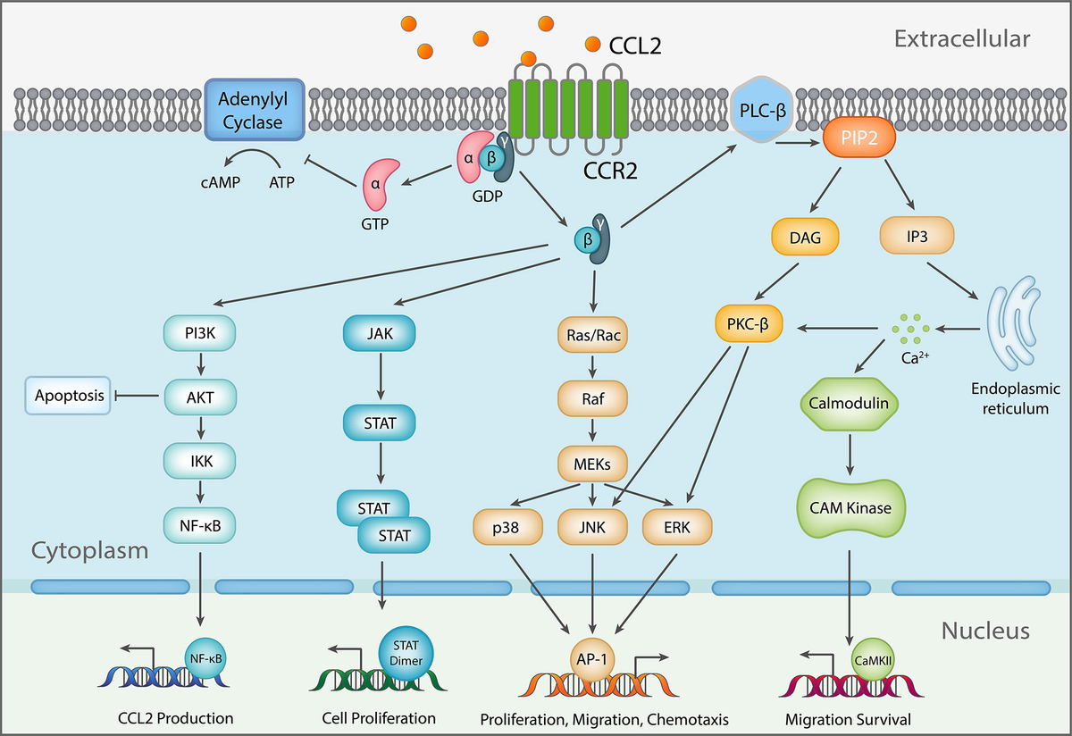 Frontiers | Targeting the CCL2/CCR2 Axis in Cancer Immunotherapy: One ...