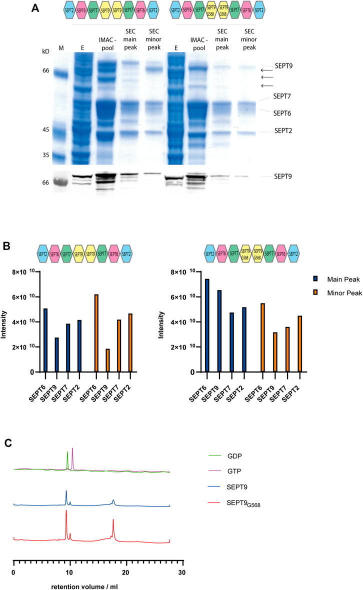 Frontiers | Biochemical Characterization of a Human Septin Octamer