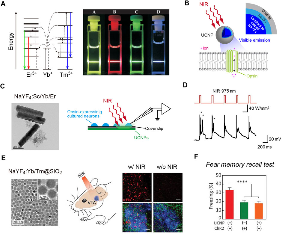 Frontiers | Remote Optogenetics Using Up/Down-Conversion Phosphors