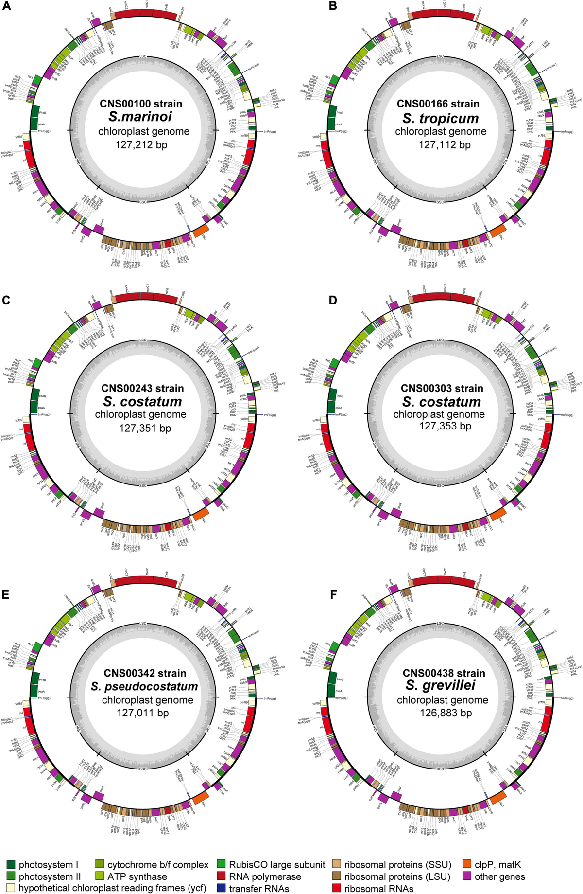 Frontiers | Chloroplast Genomes for Five Skeletonema Species ...