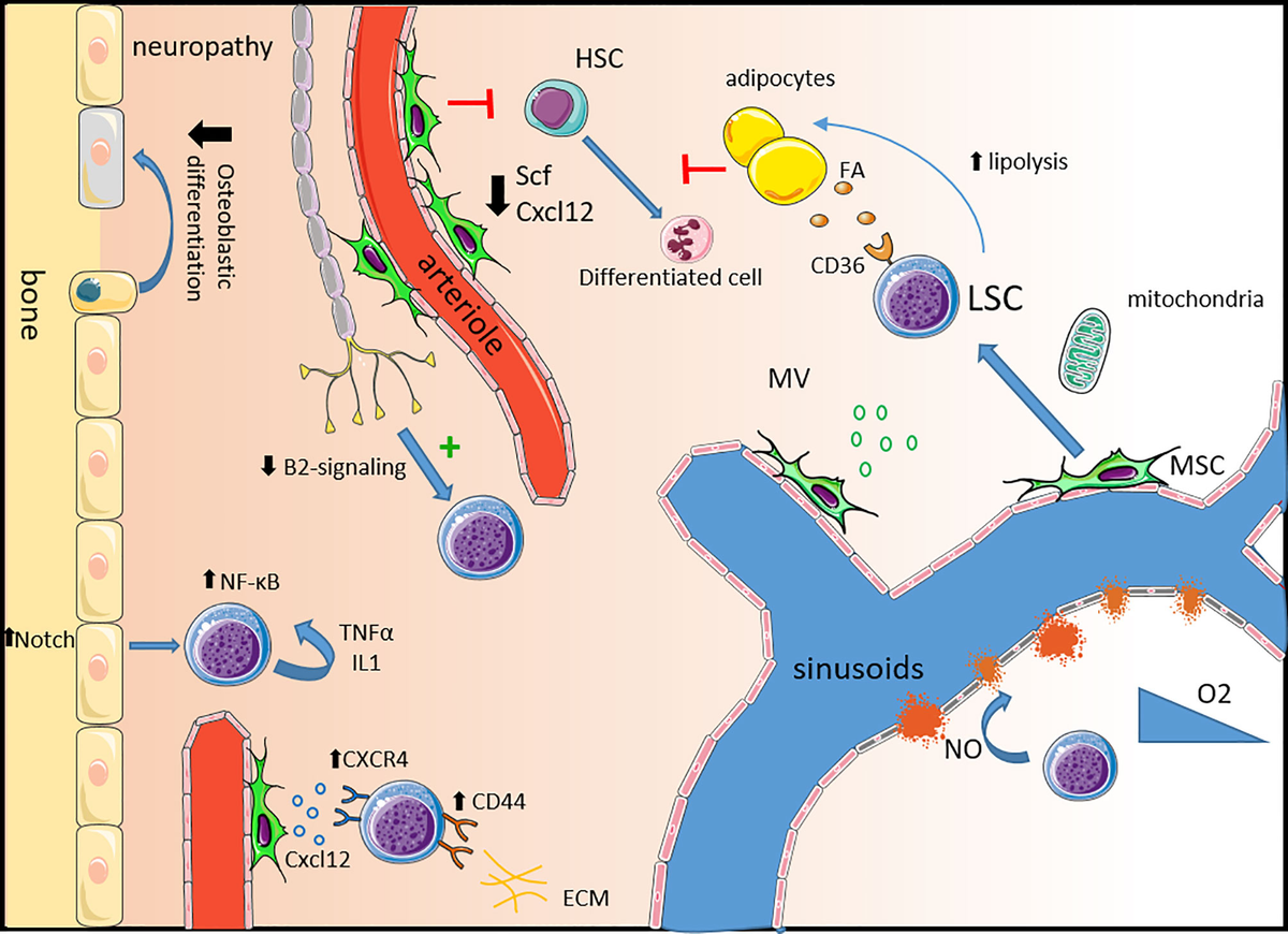 Frontiers | Leukemic Stem Cells: From Leukemic Niche Biology to ...