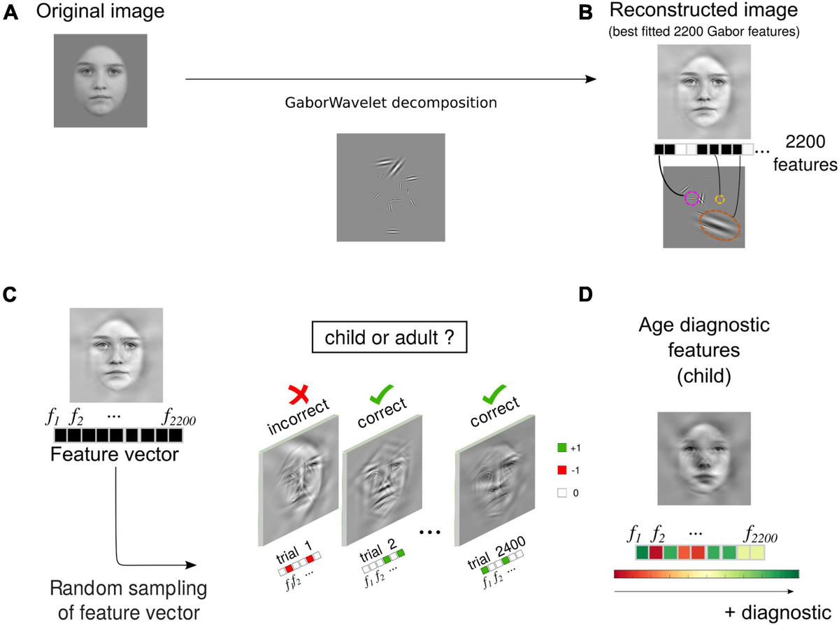 Frontiers | Diagnostic Features for Human Categorisation of Adult and ...