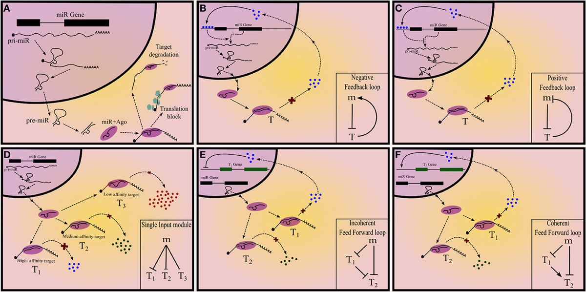 Frontiers | Non-coding RNA interact to regulate neuronal development ...