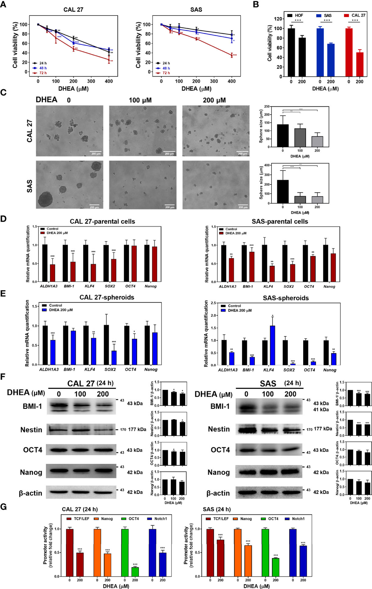 Frontiers | Dehydroepiandrosterone (DHEA) Sensitizes Irinotecan to ...