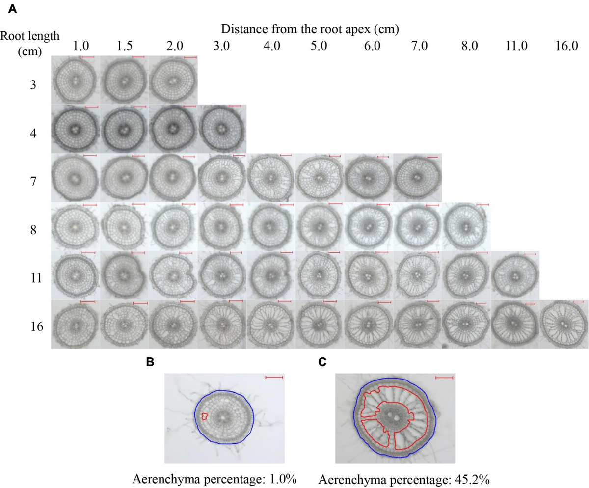 Frontiers | Longitudinal Pattern of Aerenchyma Formation Using the Ti ...